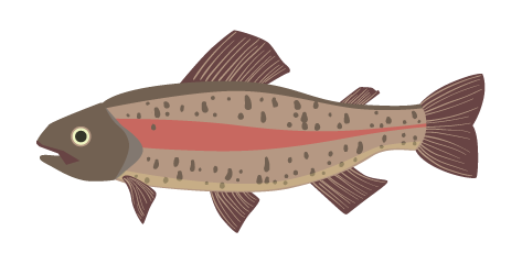 Mixed Maggots - Best Bait