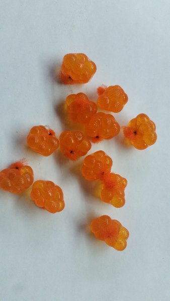 Spawn Sacs - Best Bait