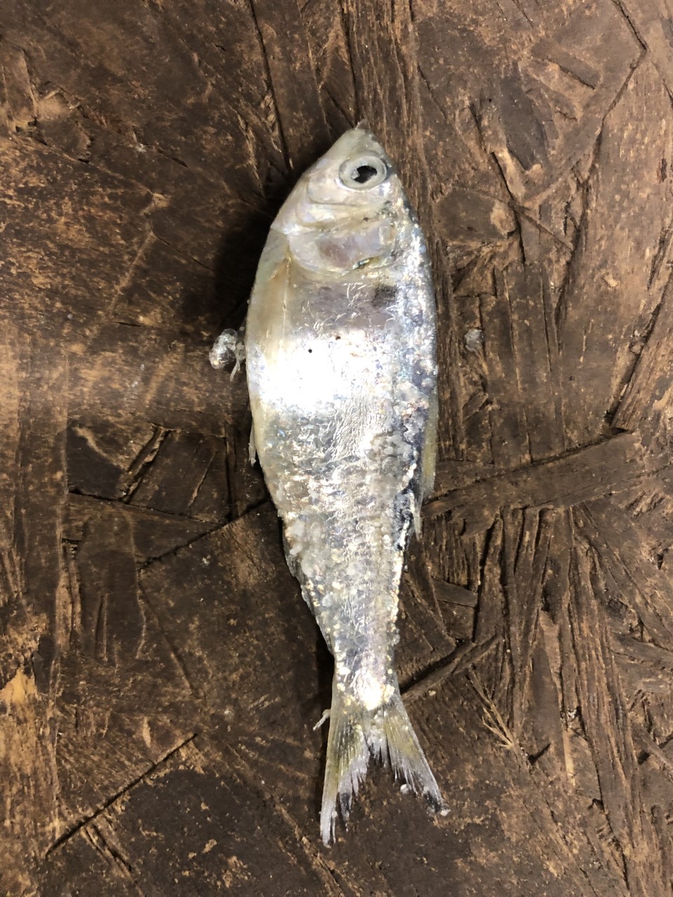 Preserved Shad - Best Bait