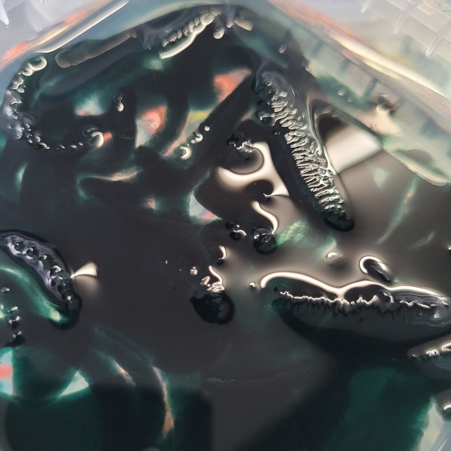 Evergreen Bio Frogs 10 ct. - Best Bait